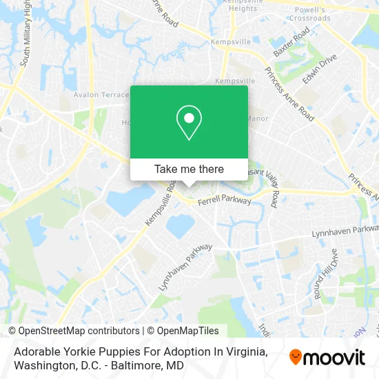 How to Get to Adorable Yorkie Puppies For Adoption In Virginia in ...